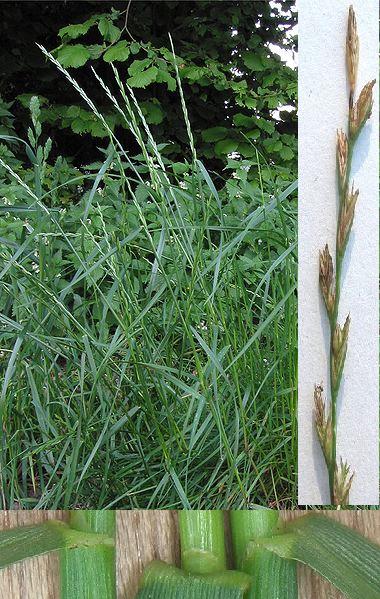 Engels raaigras Bloei: jun-herfst