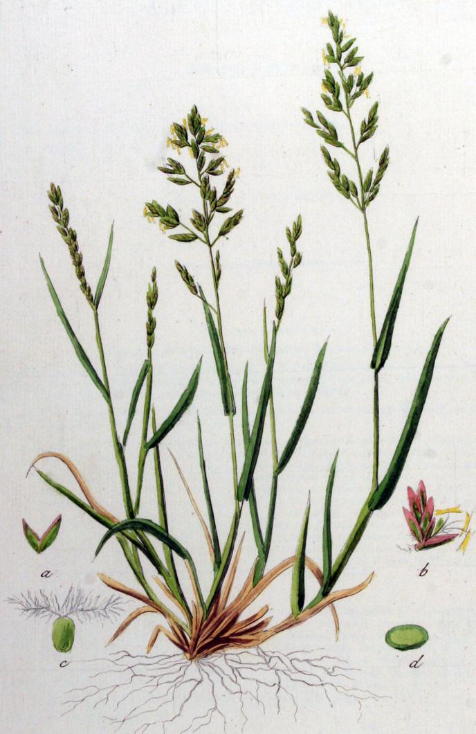 Plat beemdgras Bloei: jun-jul